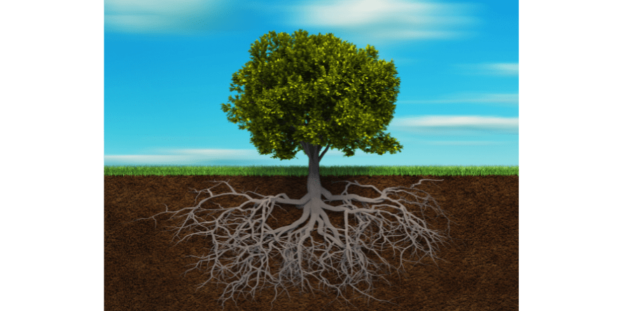 Sign & Symbol: The Tree | St. Tammany Parish Library